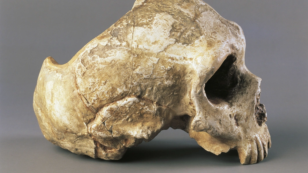 Study finds Neanderthal males more often fathered hybrid offspring