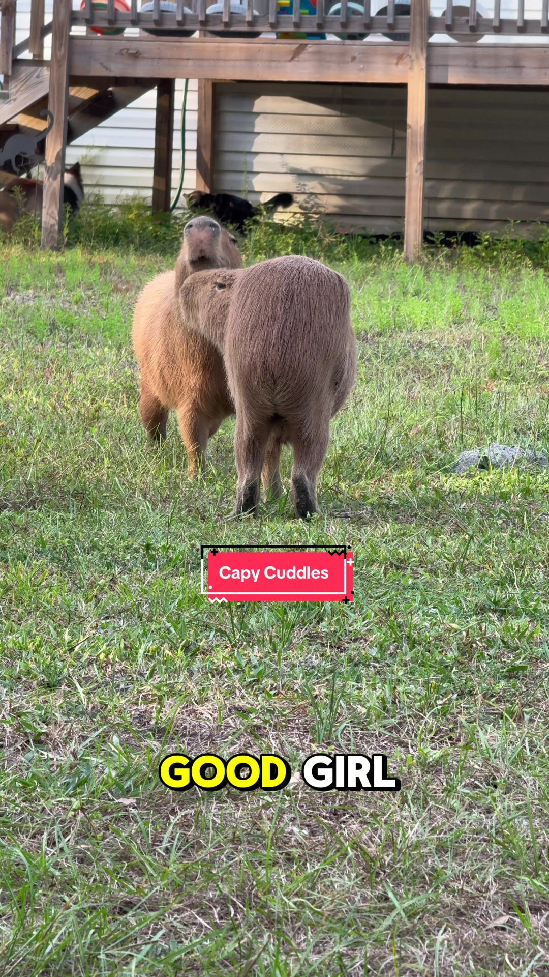Tips for understanding capybara interactions and behavior