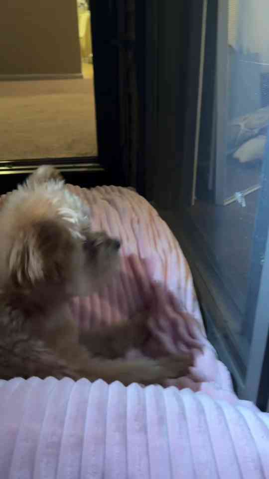 Tiny Pomapoo Barney’s curious moment with a moth