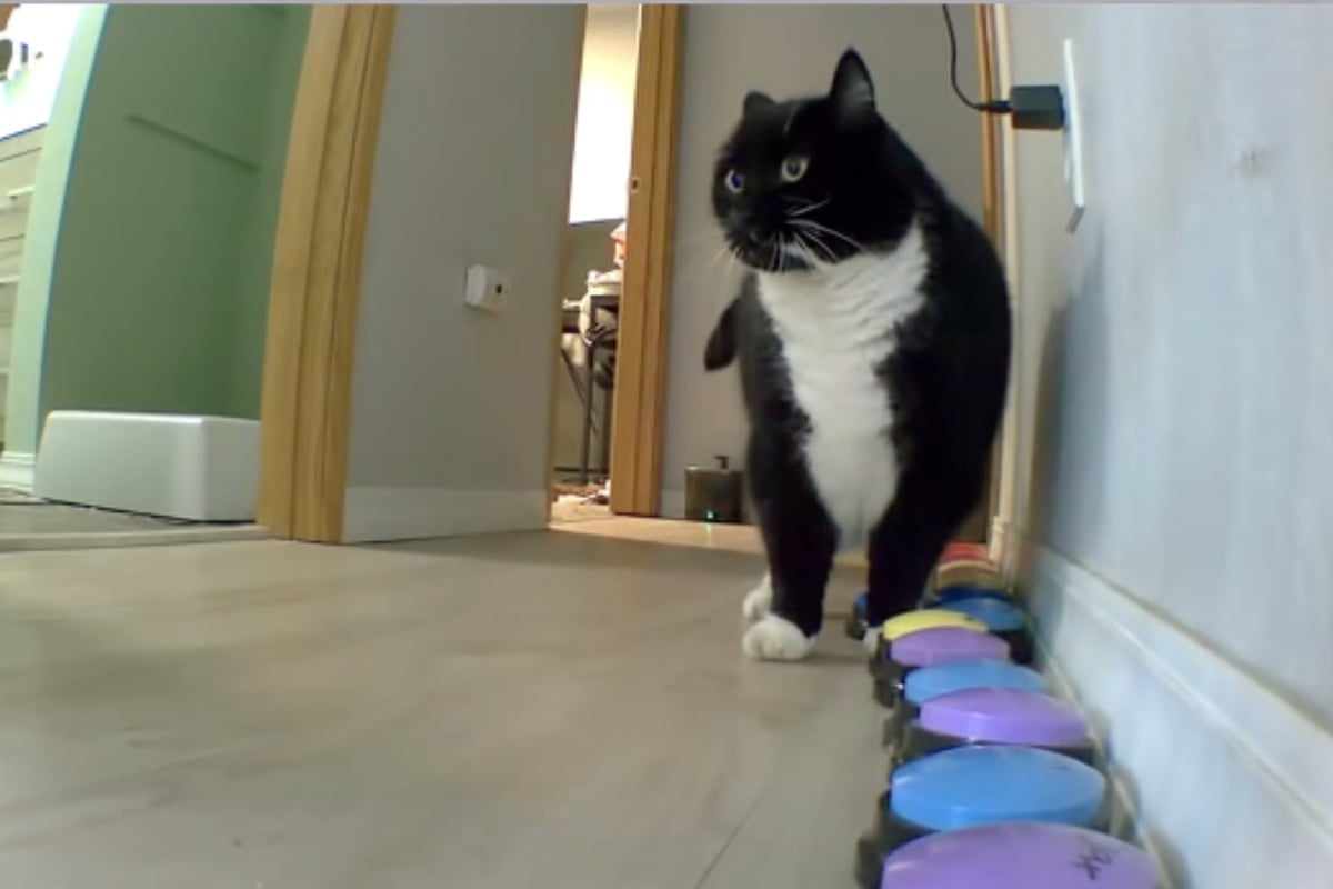 Cat owner is left speechless after her 'talking' kitty's blunt reaction ...