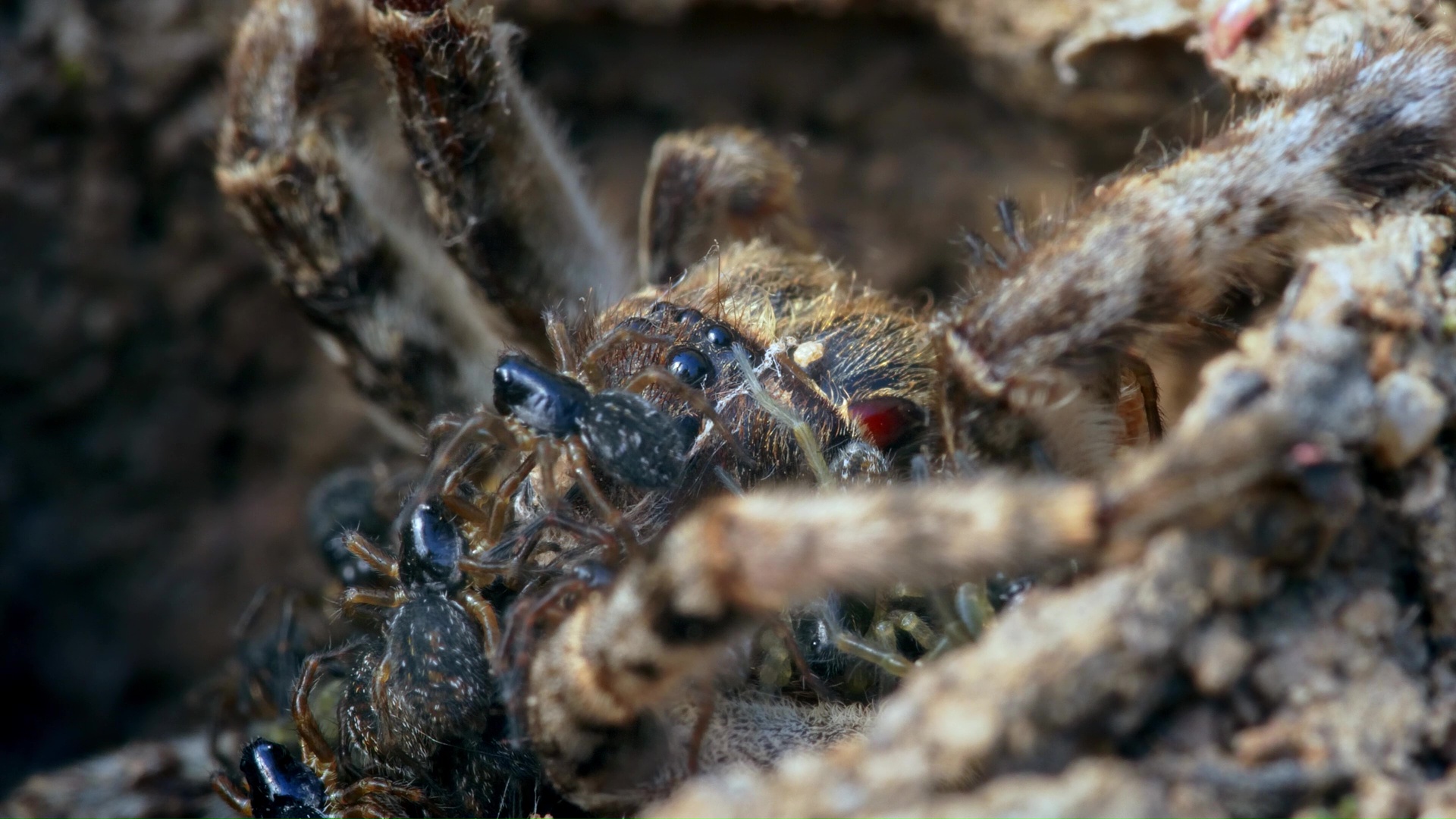 Zeldzaam natuurmoment toont een spin die voor haar baby’s zorgt