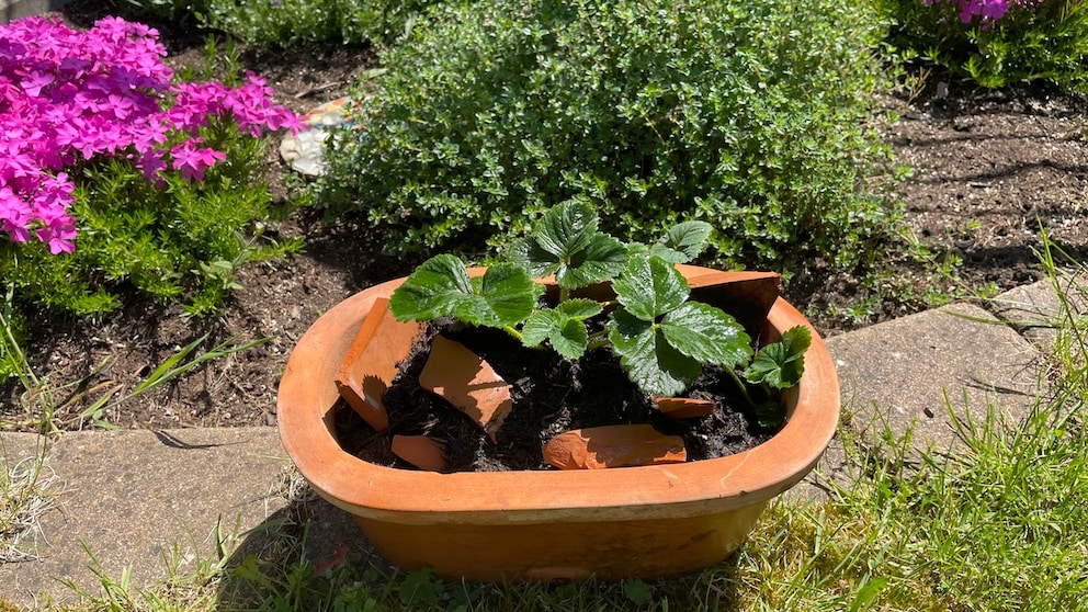 Which tricks really keep plants moist longer in summer