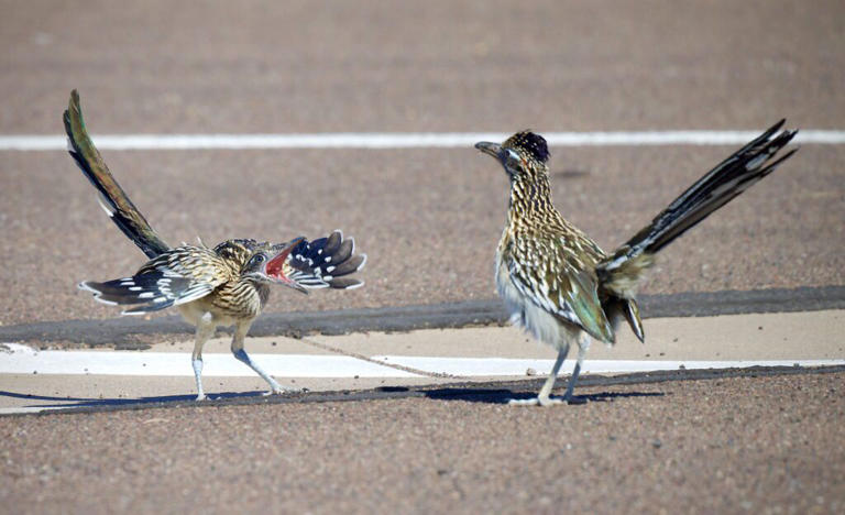 Real-life Road Runner moment as bird chased by hungry hawk