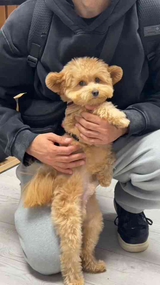 Pomeranian puppy grooming tips for a healthy, fluffy coat