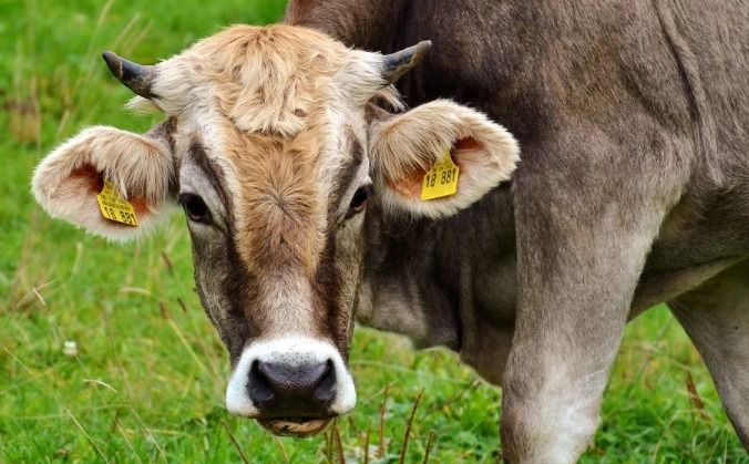 Sapi kurban ngamuk di pelaminan, pengantin di Purwokerto curhat pilu ...