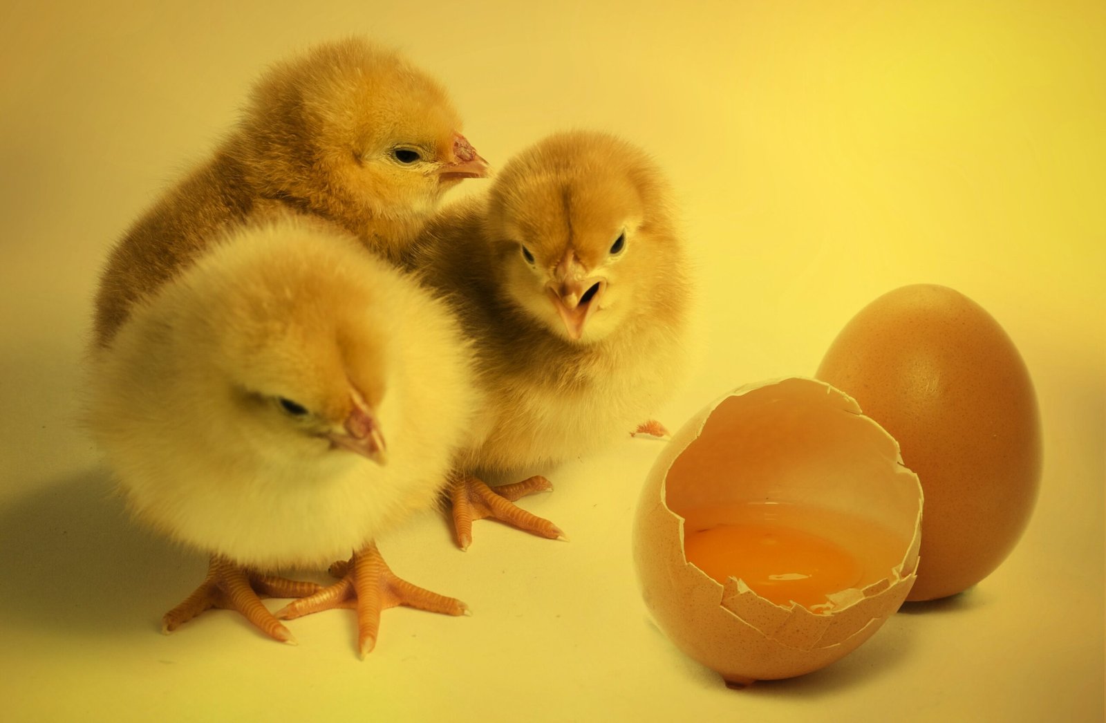 UK study uncovers genetic drivers of vaccine escape in H5 avian influenza