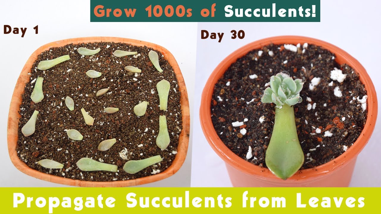 Grow thousands of succulents easily from single leaf cuttings