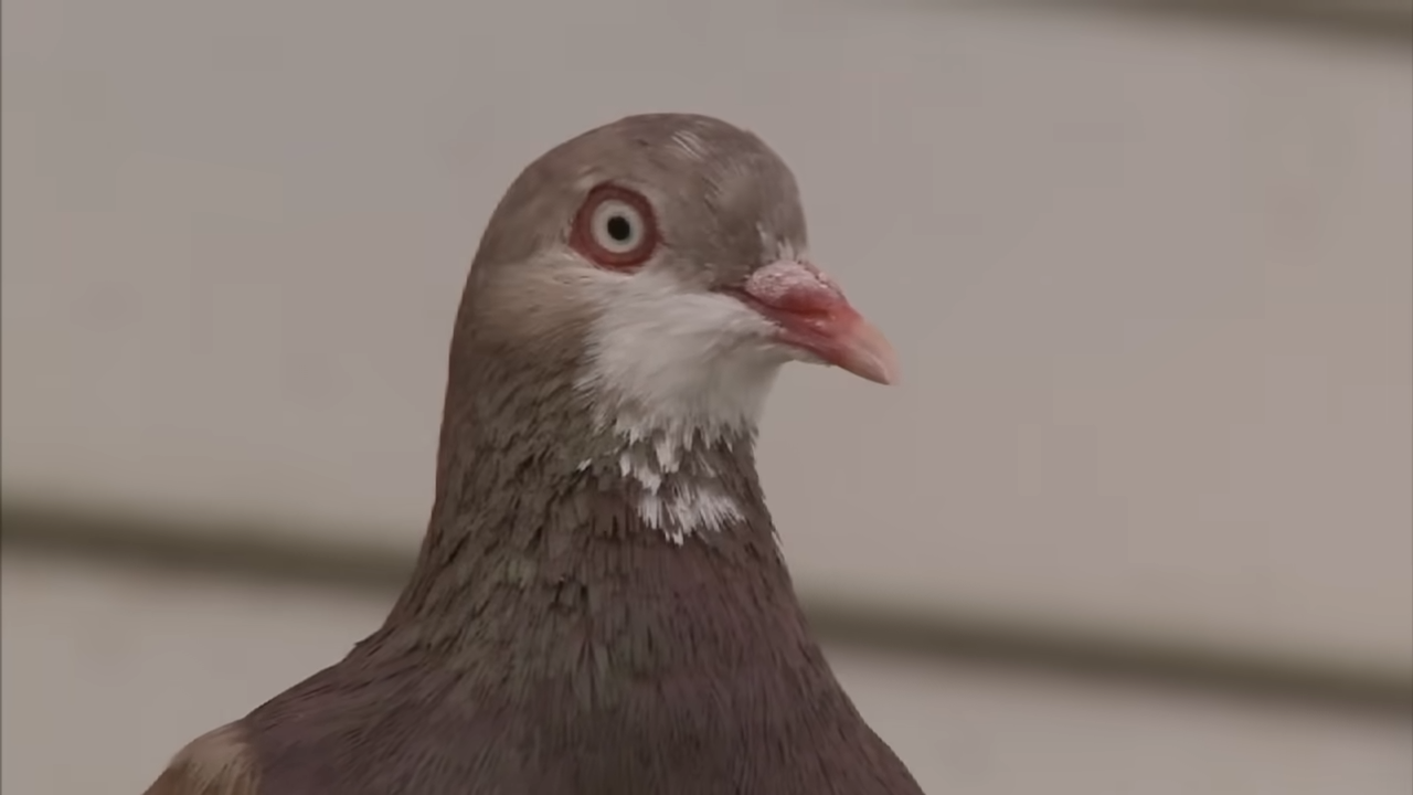 This bird can travel thousands of kilometers – and still find home
