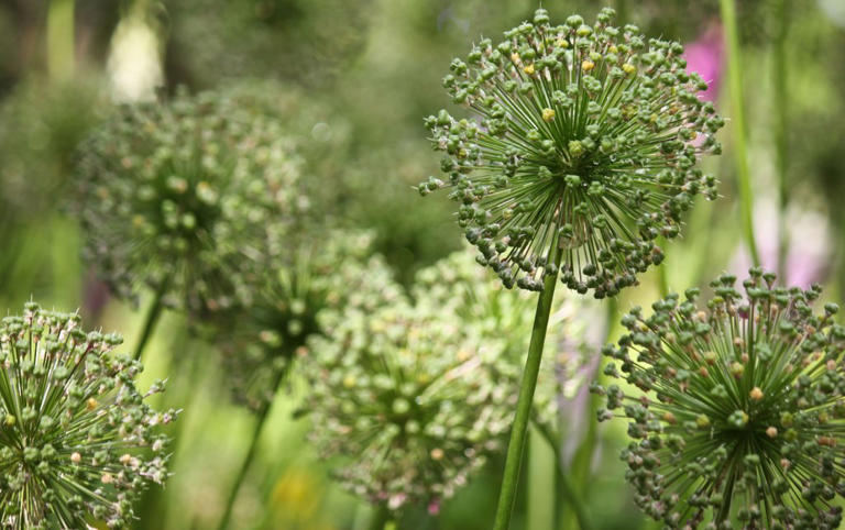 Allium schneiden: Dank des Gärtner-Tricks blüht er nächstes Jahr ...