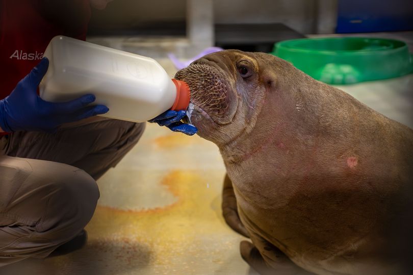 Orphaned walrus calf rescued by film crew after being left for dead on ...