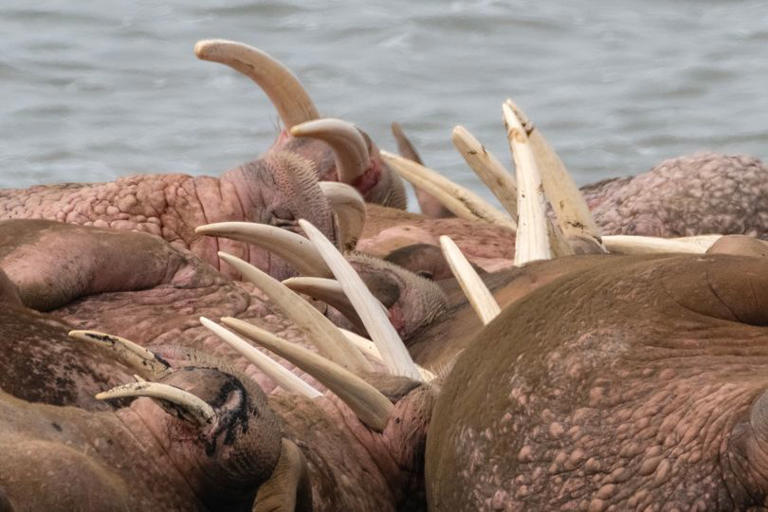 Orphaned walrus calf rescued by film crew after being left for dead on ...