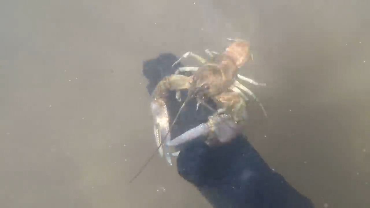 “There’s a lobster down here” - Diver finds something weird under Apple ...