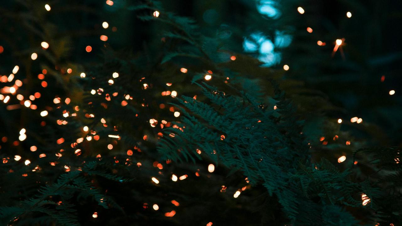 IN PHOTOS Going to see fireflies? Avoid these 4 human activities that ...