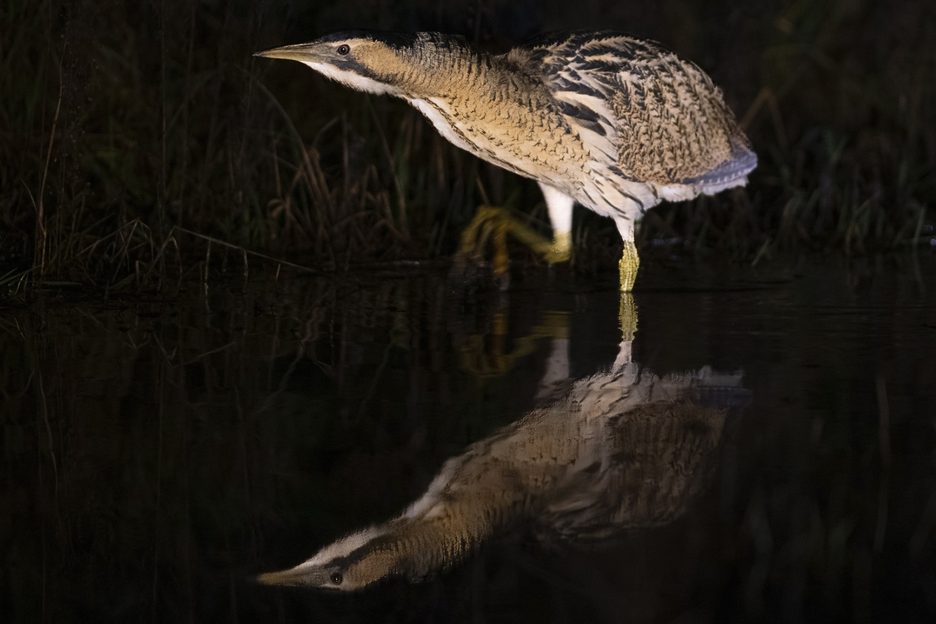 This elusive bird can be heard up to 5km away – and the sound it makes ...