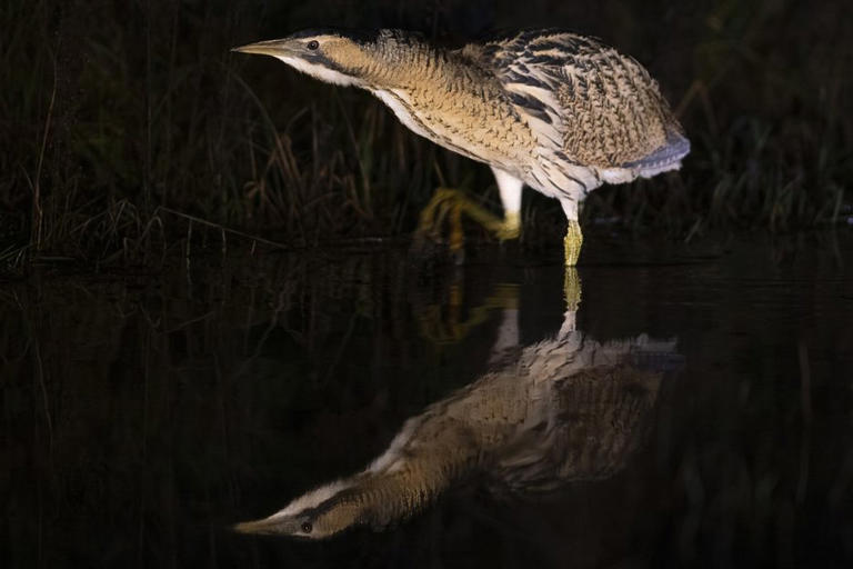 This elusive bird can be heard up to 5km away – and the sound it makes ...