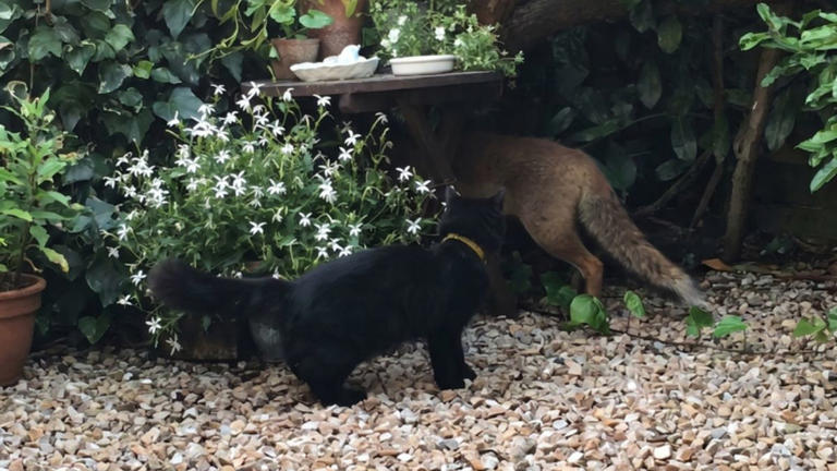 A fox and a black cat were caught playing hide-and-seek in a garden