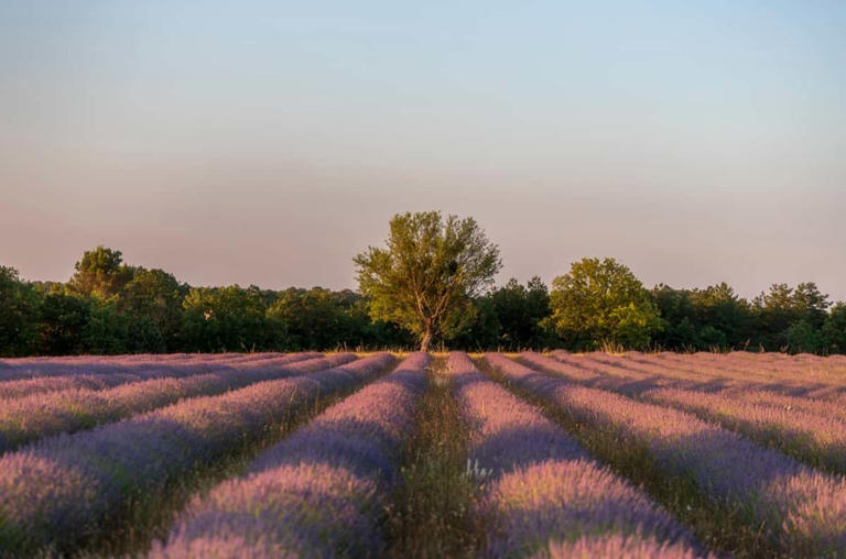 Pourquoi les champs de lavande du plateau de Valensole ne seront plus ...