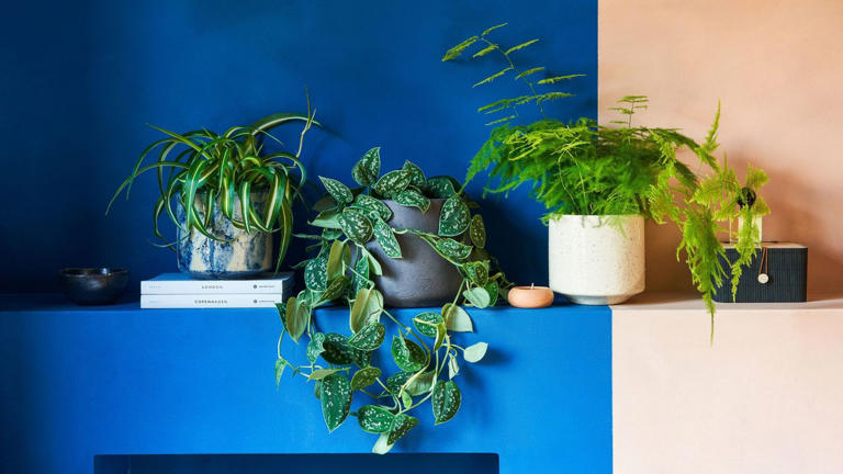 Where to place a pothos plant in your home for good luck