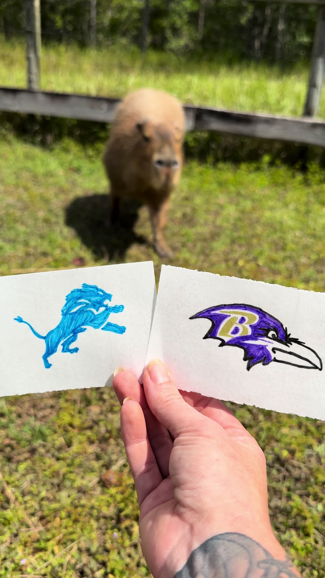 Quick look at Pumpkin the capybara’s football antics