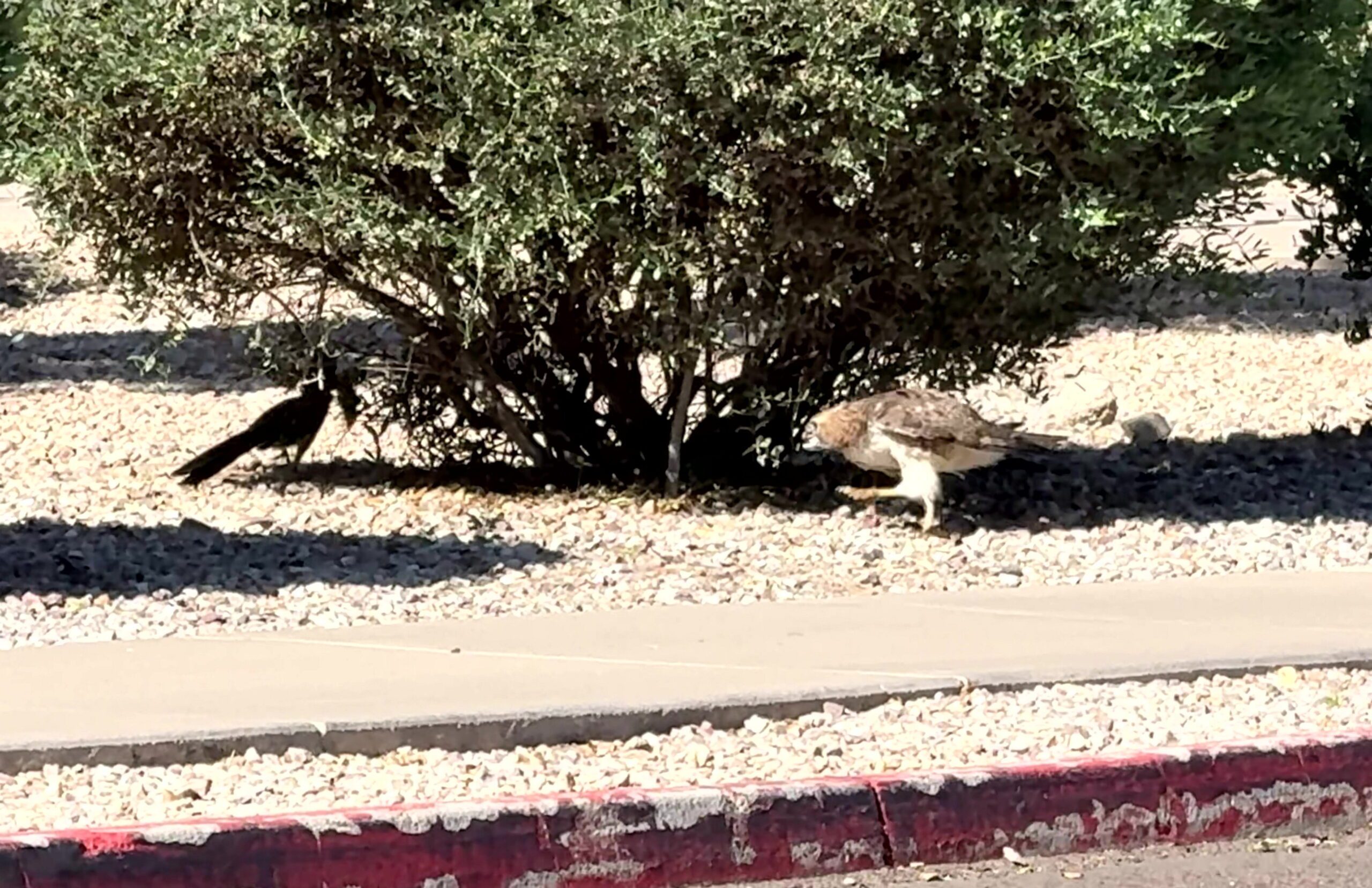 Real-life Road Runner moment as bird chased by hungry hawk