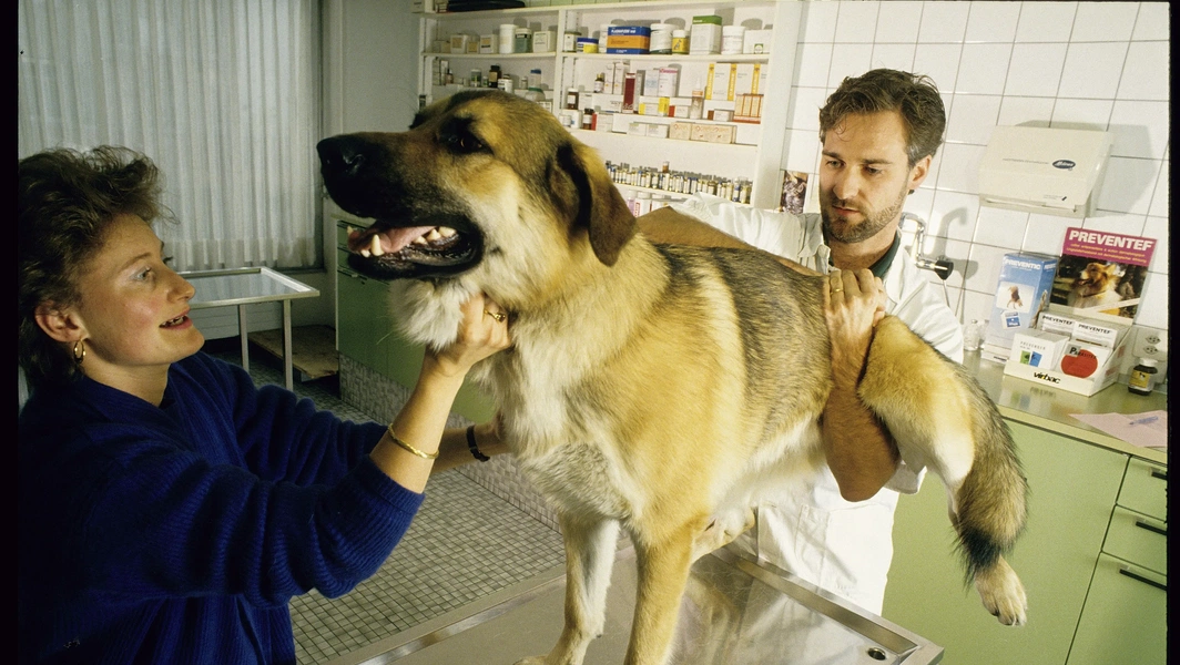 Experts outline key signs of decline in senior dogs