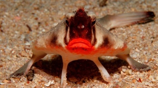 Meet the red-lipped batfish: not just a lipstick pout
