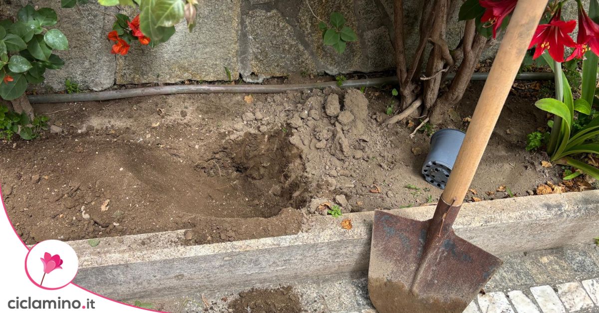Quanto deve essere profonda una buca in giardino per piantare rampicanti?