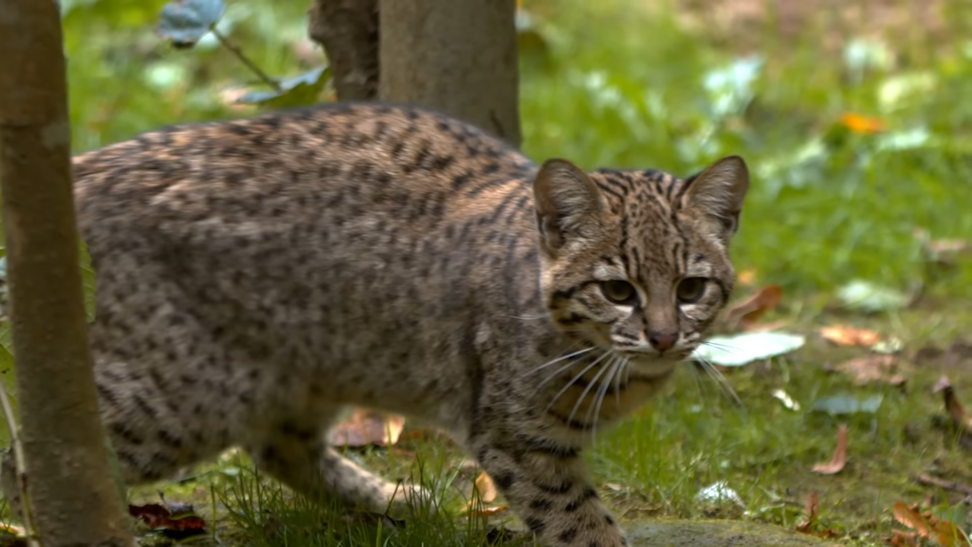 Watch what happens when South America’s “ghost cat” emerges from the ...