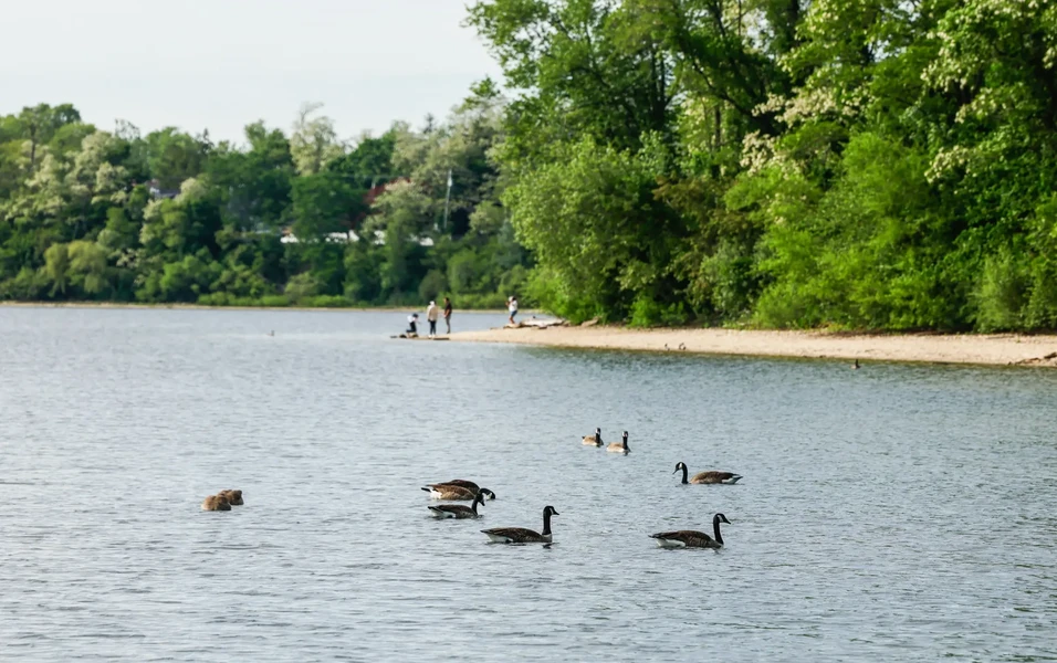 Lake Ronkonkoma fireworks canceled after wildlife, permit clash