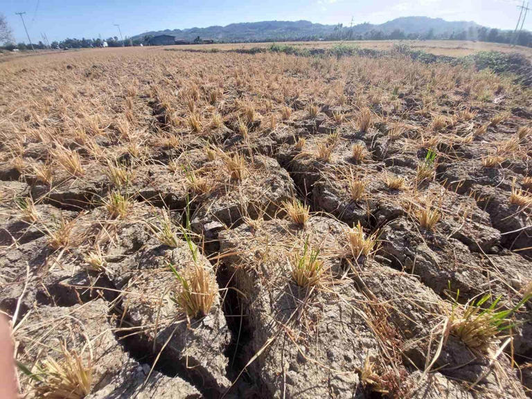 DA ramps up preps for El Niño amid threat to PH food supply