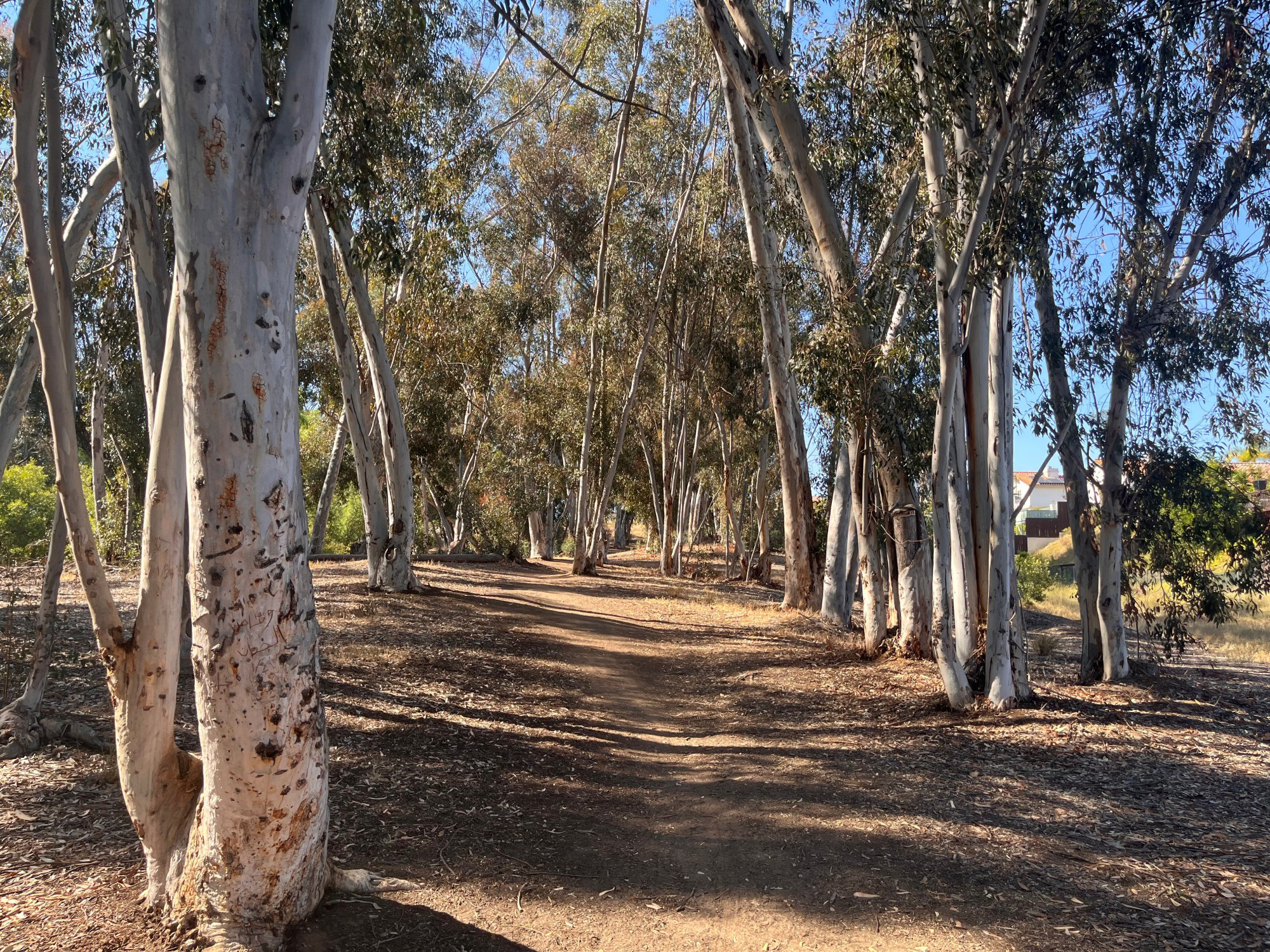 Maura Fox: A eucalyptus-shaded stroll through San Diego's Damon Lane ...