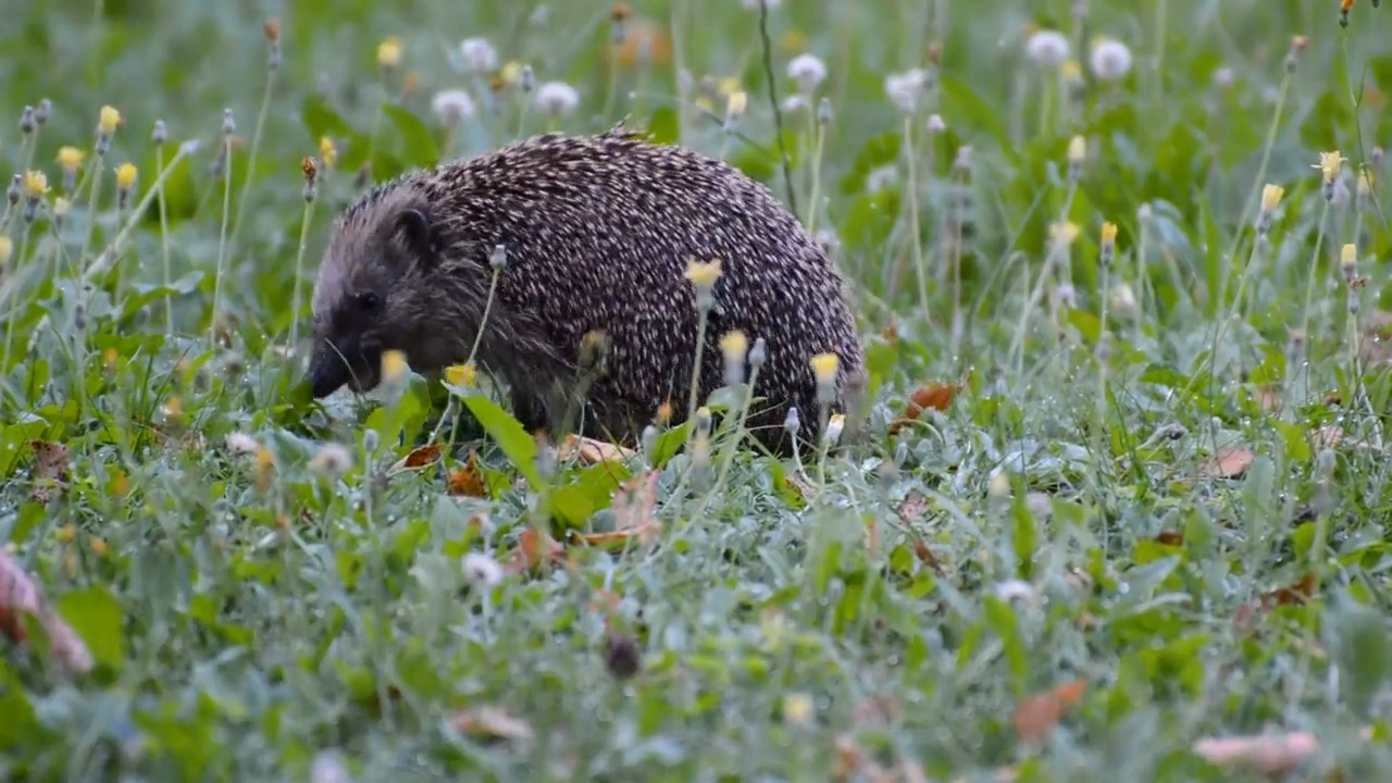 Garten-Vignette: So entsteht Österreichs größte Igel-Straße