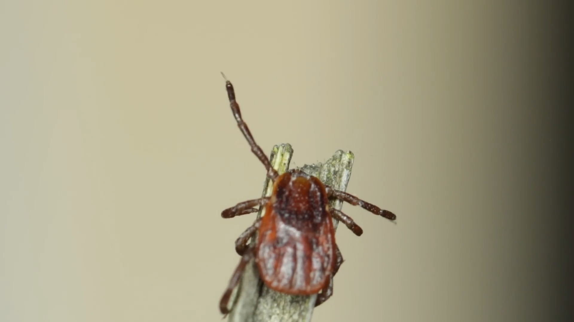 Watch what happens when a tiny parasite drinks blood until it swells ...