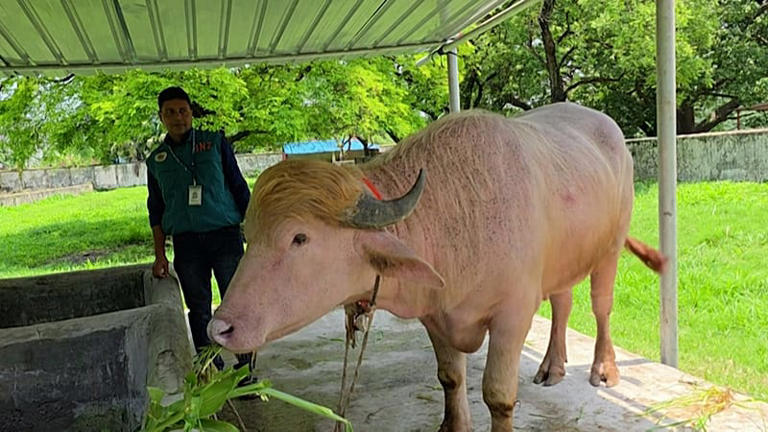Le buffle « Donald Trump », épargné pour l’Aïd, envoyé au zoo