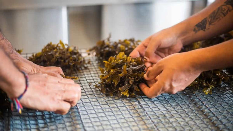 Gabriella D’Cruz on foraging & cooking with Indian seaweed