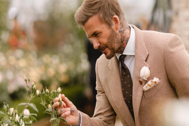 Limited edition David Beckham rose arrives at York garden centre