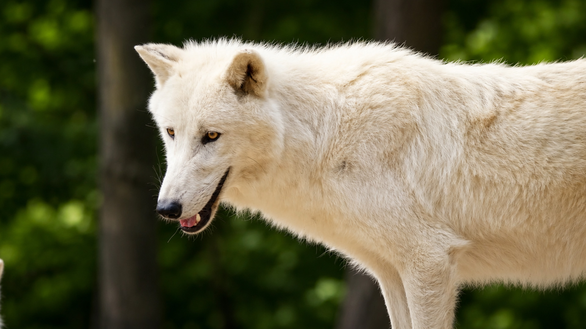Deze verborgen camera legde een witte wolf vast in volledige stilte