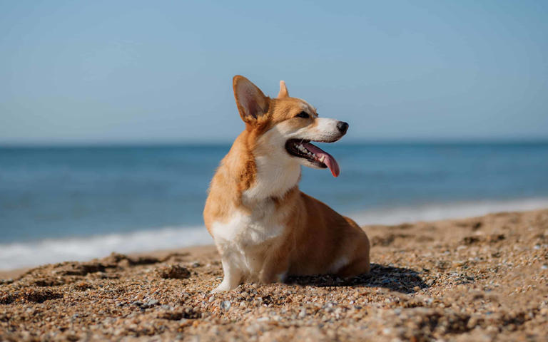 Nature’s most stubby-legged mammals