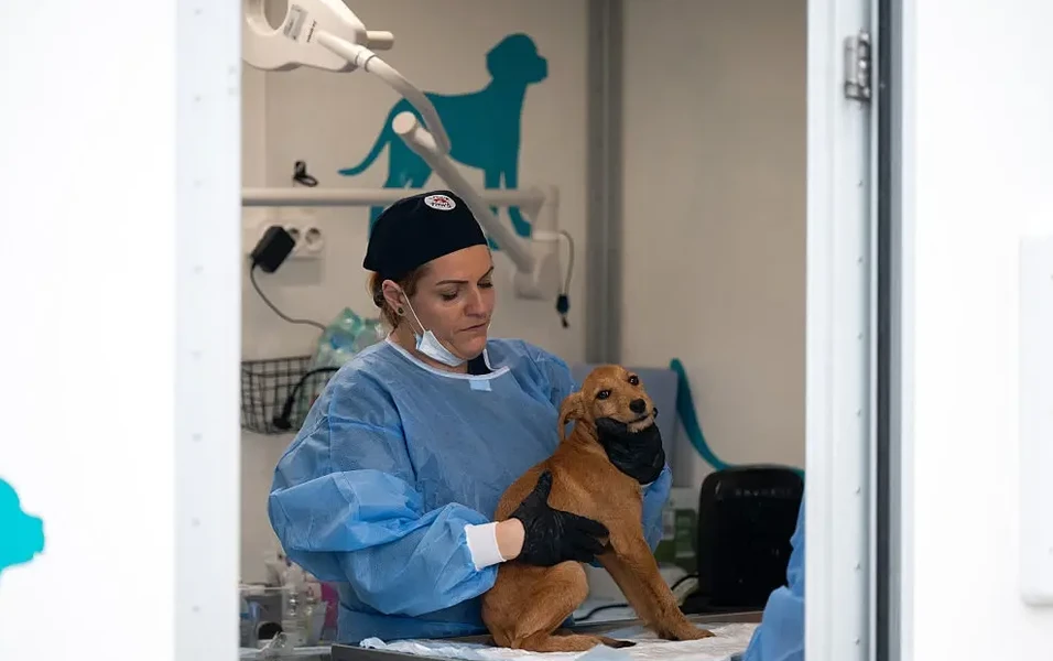 Rescue dogs’ rare turnarounds highlight resilience and hope