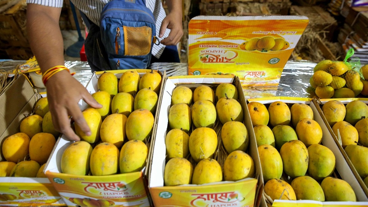 Which Indian region grows the best Alphonso mangoes?