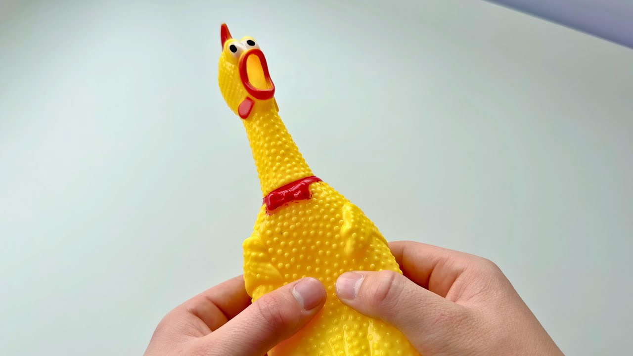 Weird chicken instrument turns into viral sound experiment