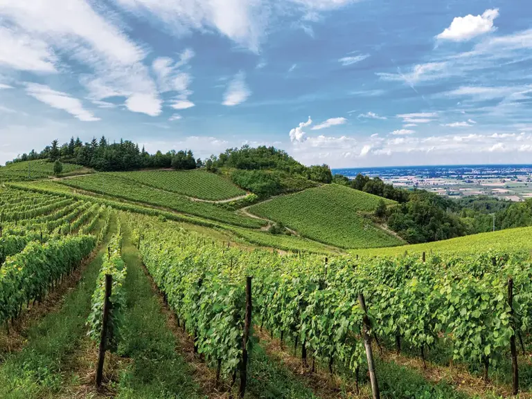 Il Derthona si candida a diventare traino dei vini bianchi piemontesi ...