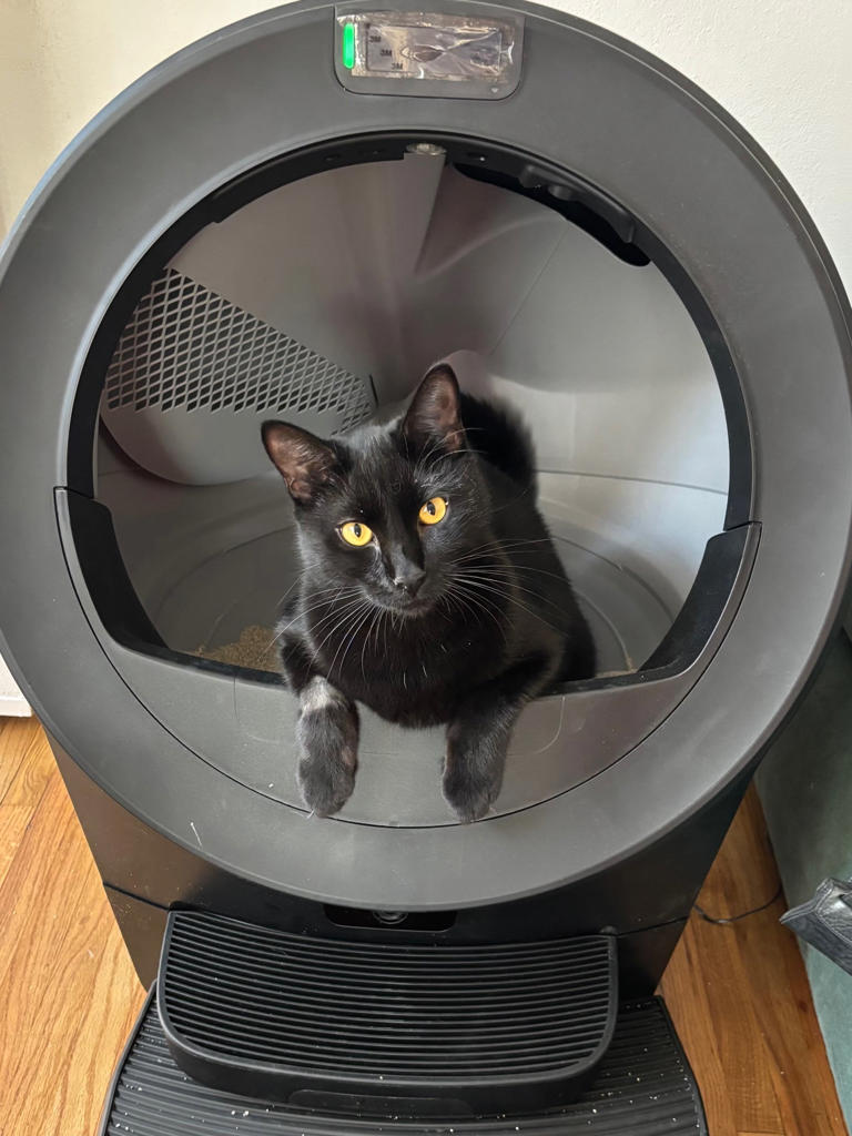 Scouted: This self-cleaning Litter-Robot is the Dyson of cat boxes