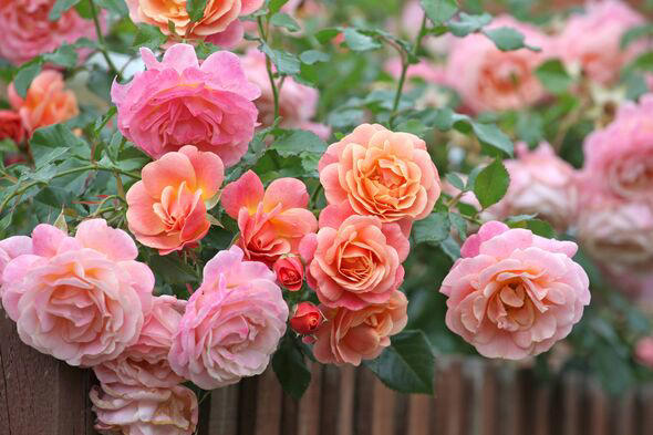 Stop roses attracting pests this summer with 2-ingredient DIY spray