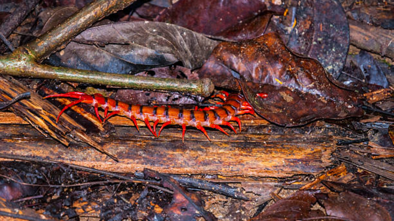 The giant Amazonian centipede is straight out of a horror movie