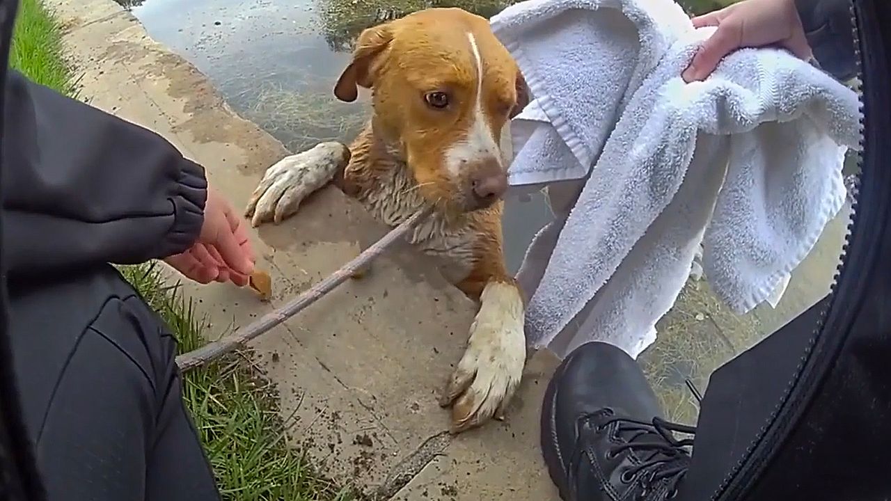 Officers rescue dog trapped in Colorado golf course pond