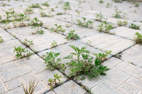 Banish weeds from patio by sprinkling one ingredient over cracks - no ...