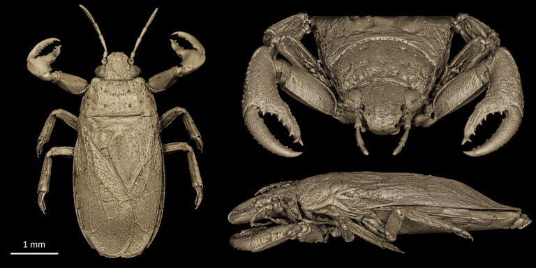 Bizarrer Fund: 100 Millionen Jahre altes Insekt mit Krabbenklauen in ...