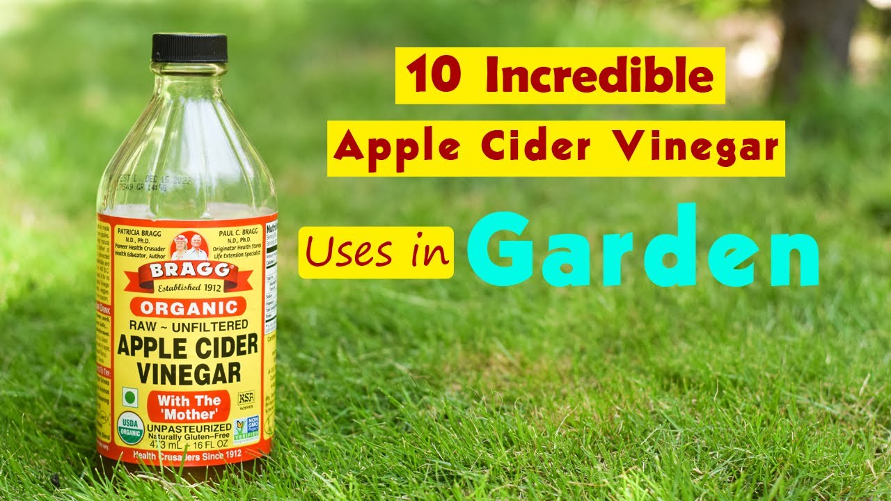 Amazing apple cider vinegar garden hacks you need