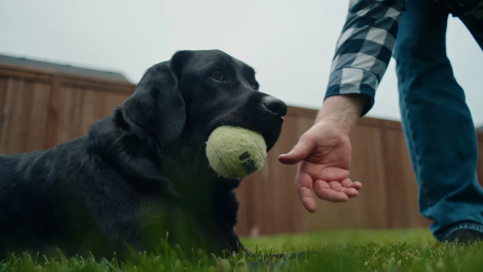 Watch how this dog saved a man’s life - Nikki’s incredible story